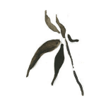 Justin Penoyer DACM, LAc | Chinese Herbal Medicine & Acupuncture