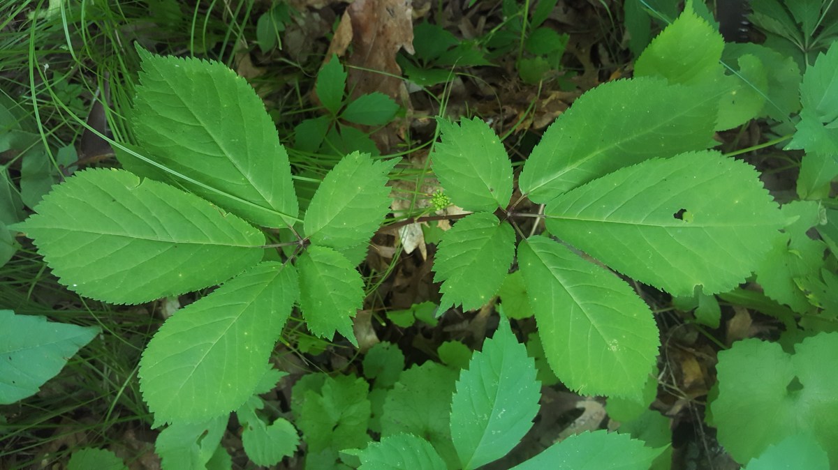 Protective Effects of Ginseng on Neurological Disorders | Justin ...