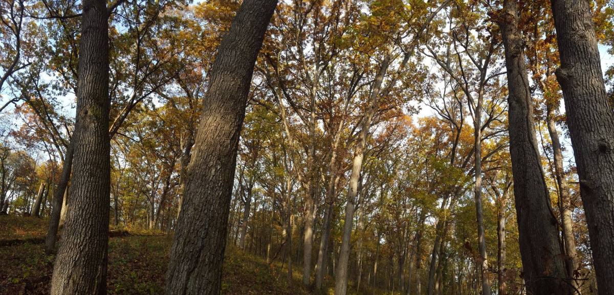 What’s to Fear? Qu Yuan & the Tian Wen | Justin Penoyer DACM, LAc